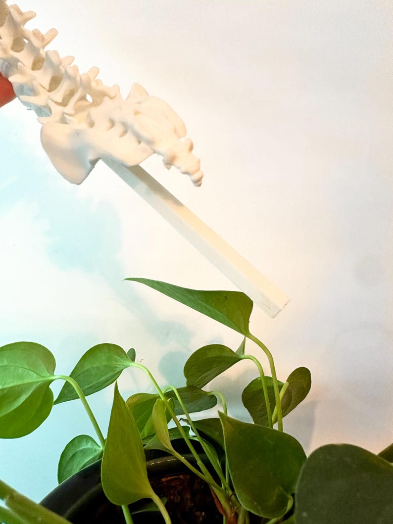 3D Printed Spine Plant Trellis: Anatomy Art Decor - Etsy