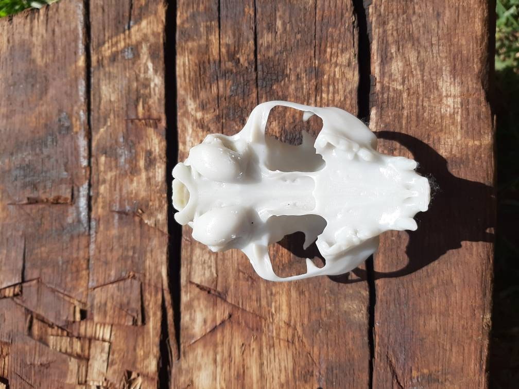 Cat Skull HD Resin Print free Shipping in the US - Etsy