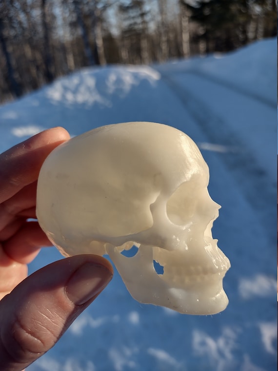 Human Skull Resin 3d Print free Shipping in the US - Etsy