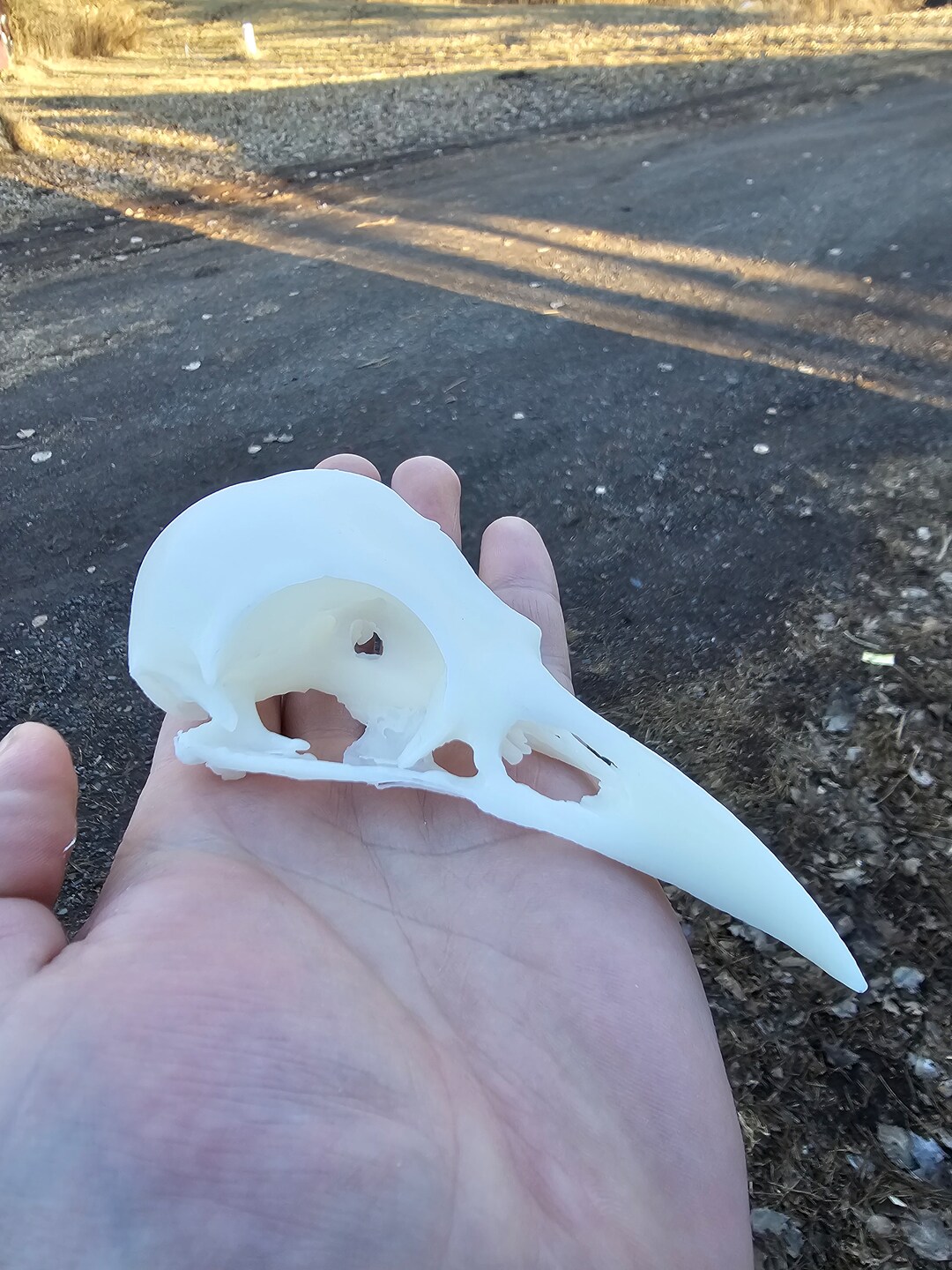 American Crow Skull (resin Printed) - Etsy