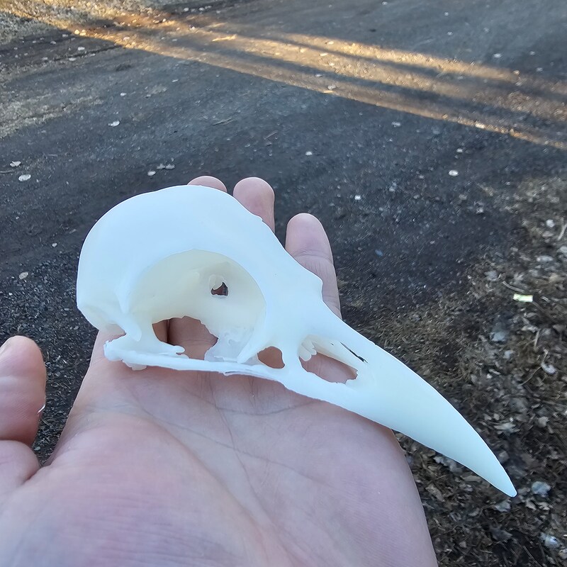 Real Crow Skull - Etsy