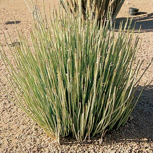 Candelilla Wax - Vegan Wax - Euphorbia Cerifera (candelilla) Wax - Etsy
