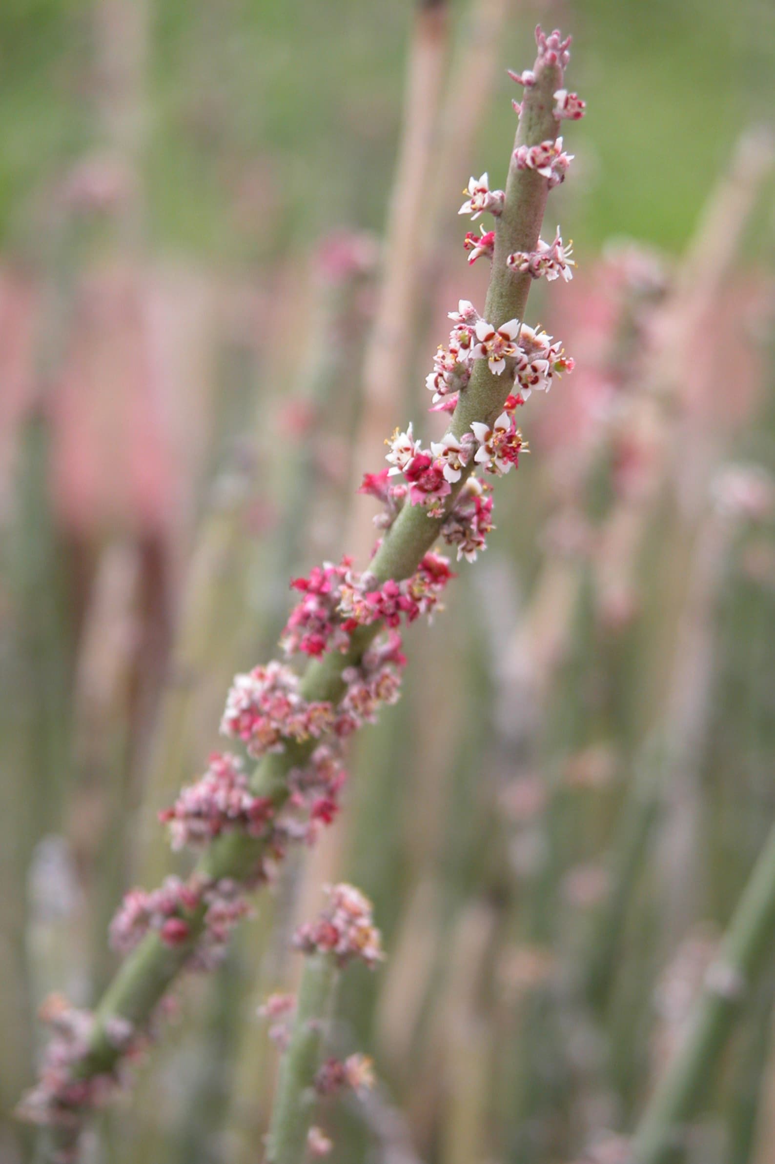 Candelilla Wax Vegan Wax Euphorbia Cerifera candelilla - Etsy