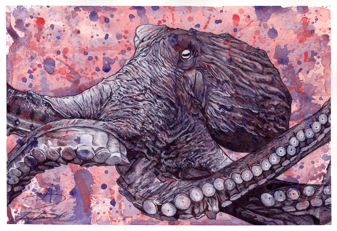 OCTOPUS Pen Drawing Print - Etsy