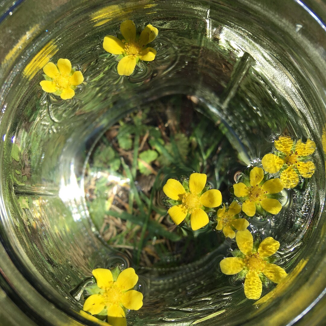Mock Strawberry Flower Essence / Full Moon Spell / Mercury Retrograde ...