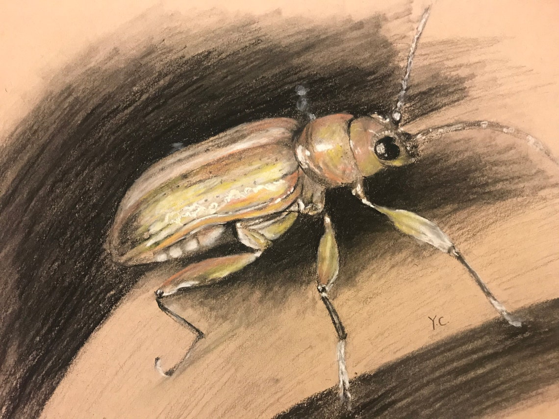 Original Drawings 10 Insects Drawings Charcoal Drawings With - Etsy