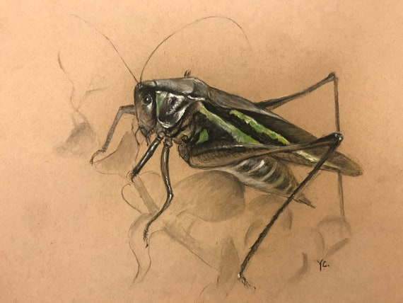 Original Drawings 10 Insects Drawings Charcoal Drawings With | Etsy