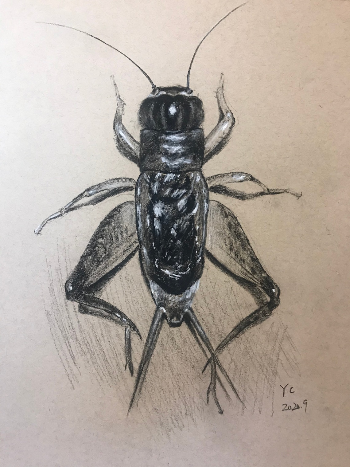 Original Drawings 10 Insects Drawings Charcoal Drawings With - Etsy