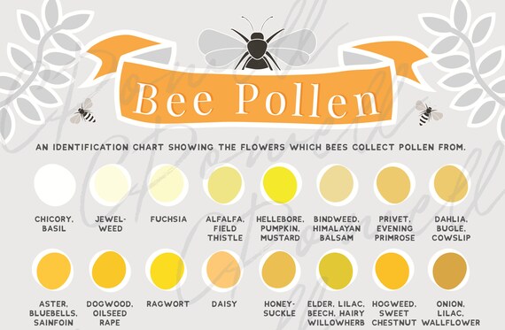 A4 Educational Bee Pollen Chart Digital Print Only Bees - Etsy