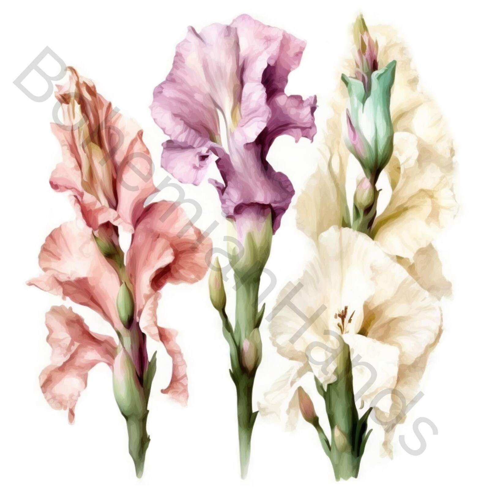 12 Printable Abstract Gladiolus Flowers Clipart Bundle | Watercolor ...