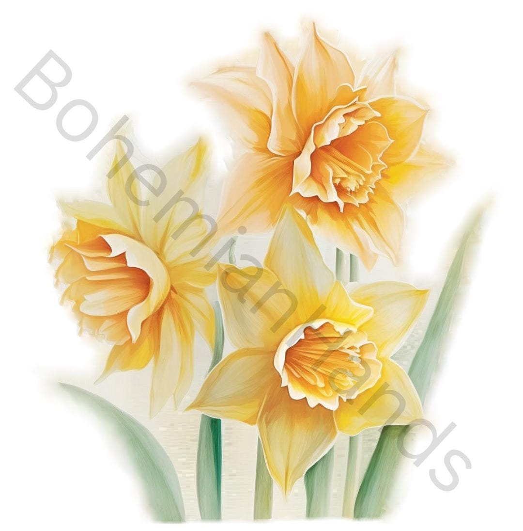 Watercolor Daffodil Clipart: Abstract Floral PNG Bundle (digital ...