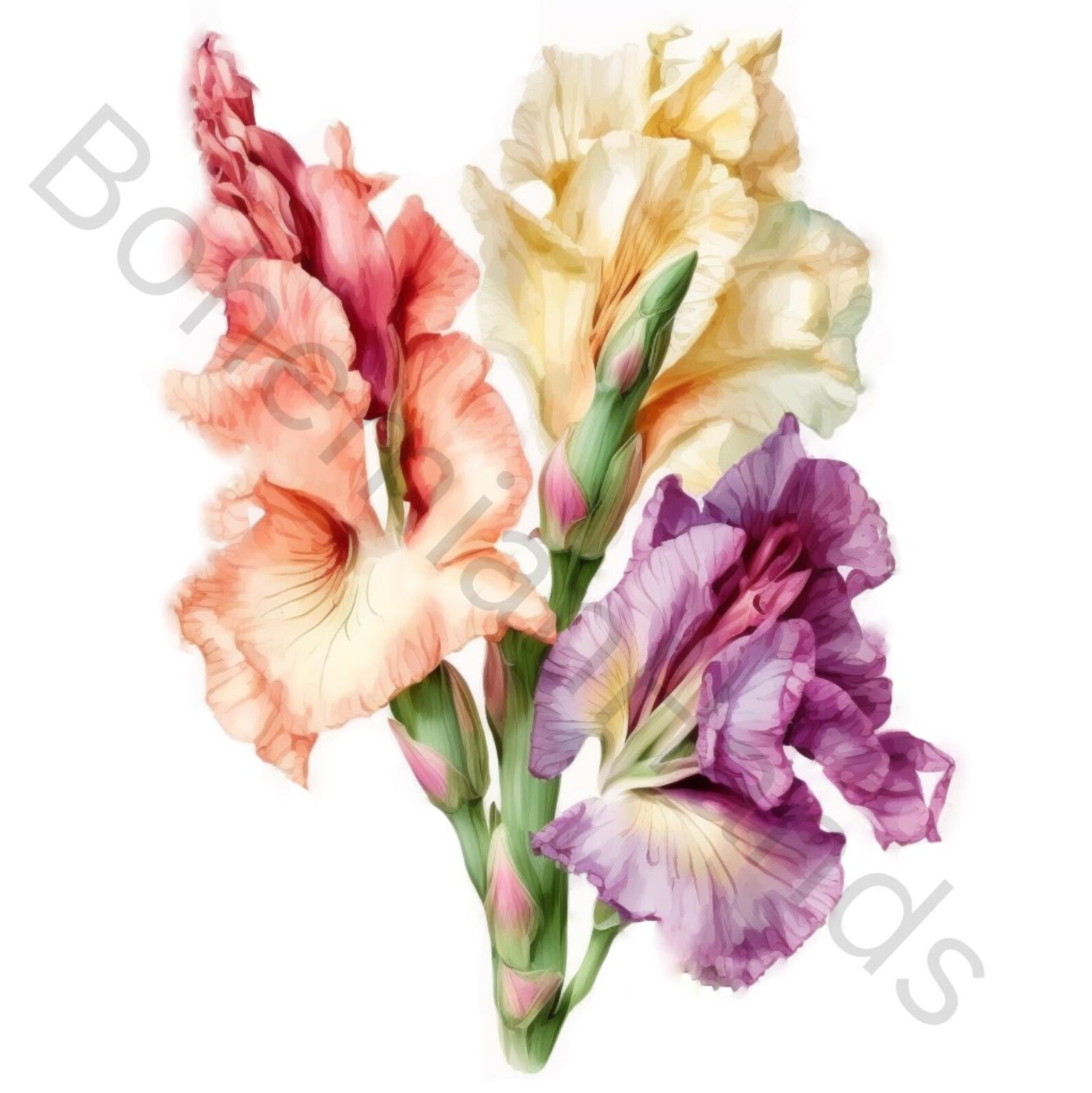 12 Printable Abstract Gladiolus Flowers Clipart Bundle | Watercolor ...