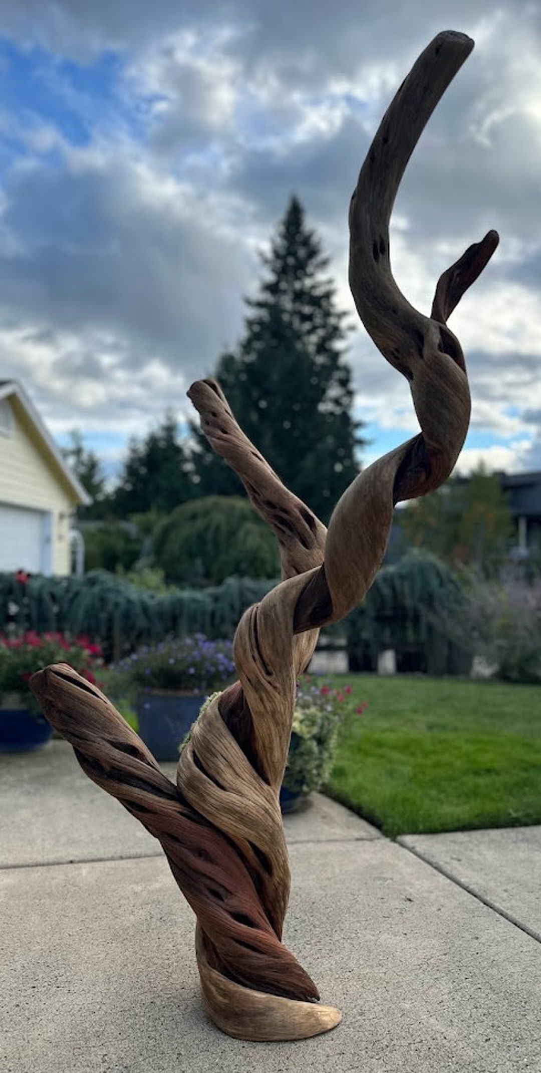 Hand Sanded Twisted Juniper Sculpture, Hand Sanded and Finished, 62" X ...