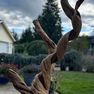 Hand Sanded Twisted Juniper Sculpture, Hand Sanded and Finished, 62" X ...