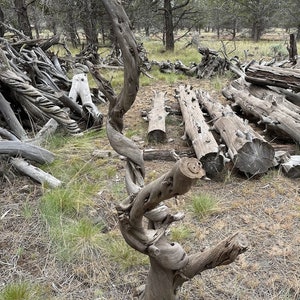Hand Sanded Twisted Juniper Sculpture, Hand Sanded and Finished, 62" X ...
