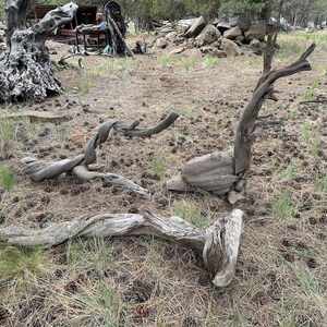 Hand Sanded Twisted Juniper Sculpture, Hand Sanded and Finished, 62" X ...