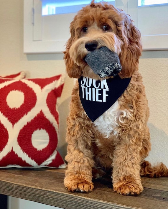 Christopher Mallozzi's Instagram, Twitter & Facebook on IDCrawl