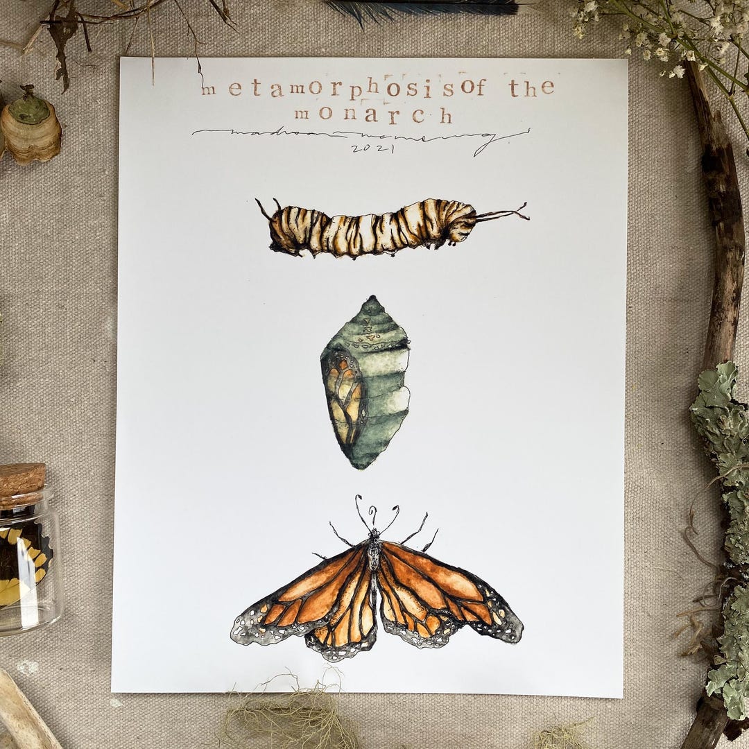 Monarch Butterfly Metamorphosis Artist Print 8x10" - Etsy