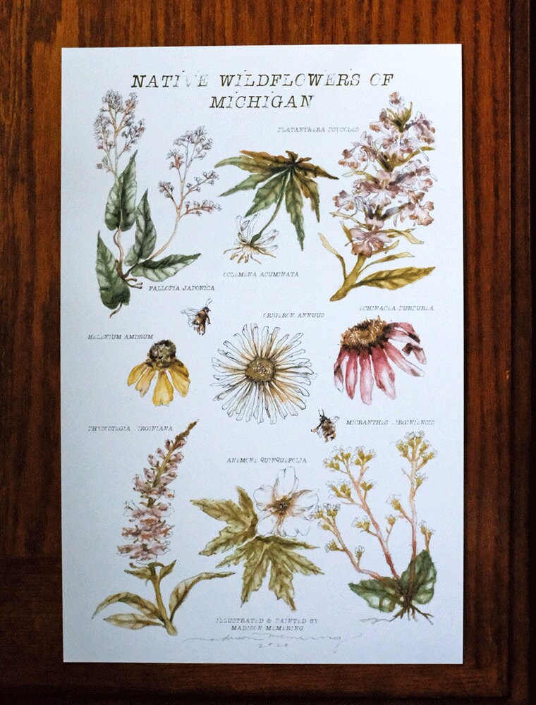 Native Wildflowers of Michigan artist poster sized print | Etsy