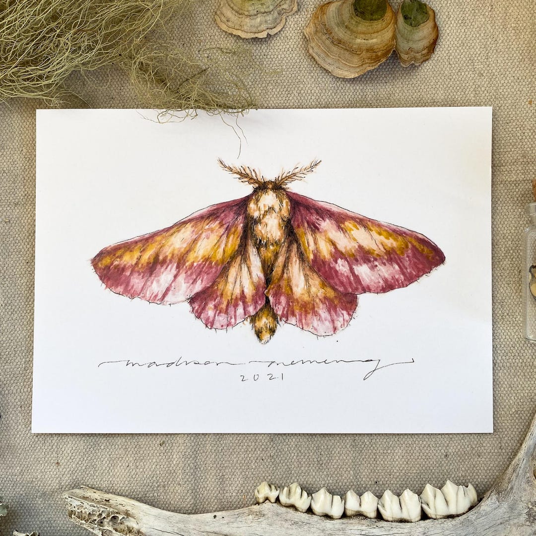 Rosy Maple Moth Artist Watercolor Print 5x7" - Etsy