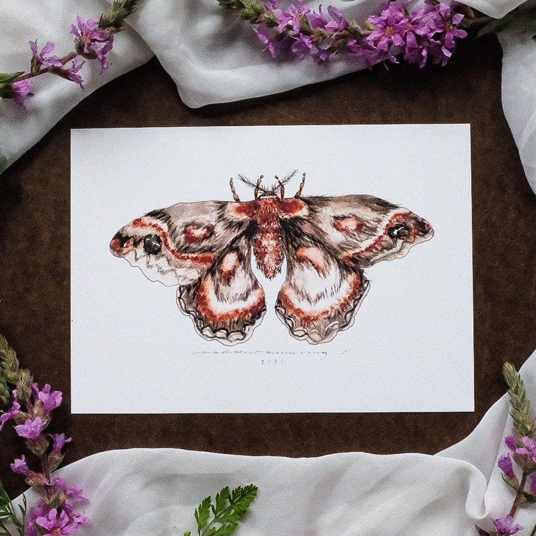 Cecropia Moth Watercolor Artist Print 5x7 - Etsy