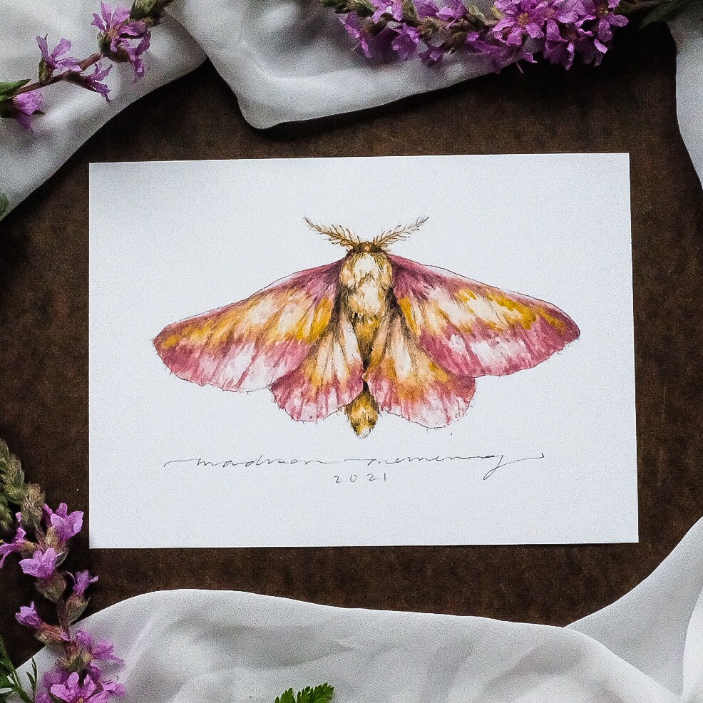 Rosy Maple Moth Artist Watercolor Print 5x7 - Etsy