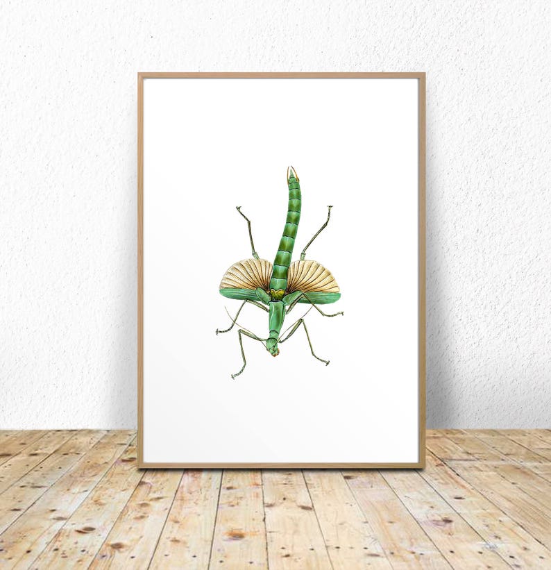 Insects Print Insect Poster Insect Wall Art Vintage Insect - Etsy