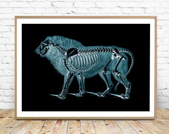 Decor Xray Wall Art - Etsy