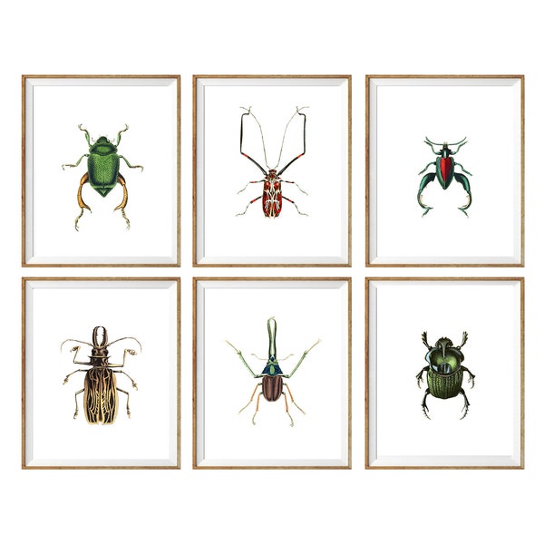 Vintage Beetle Print - Etsy