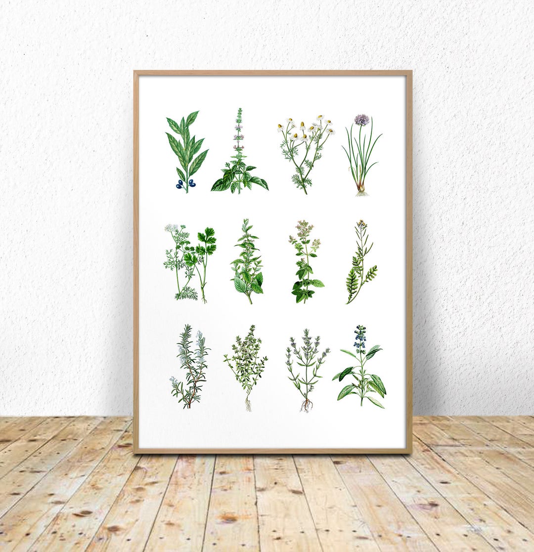 Kitchen Herbs Chart, Herbs and Spices Printable, Herbs and Spices Chart ...