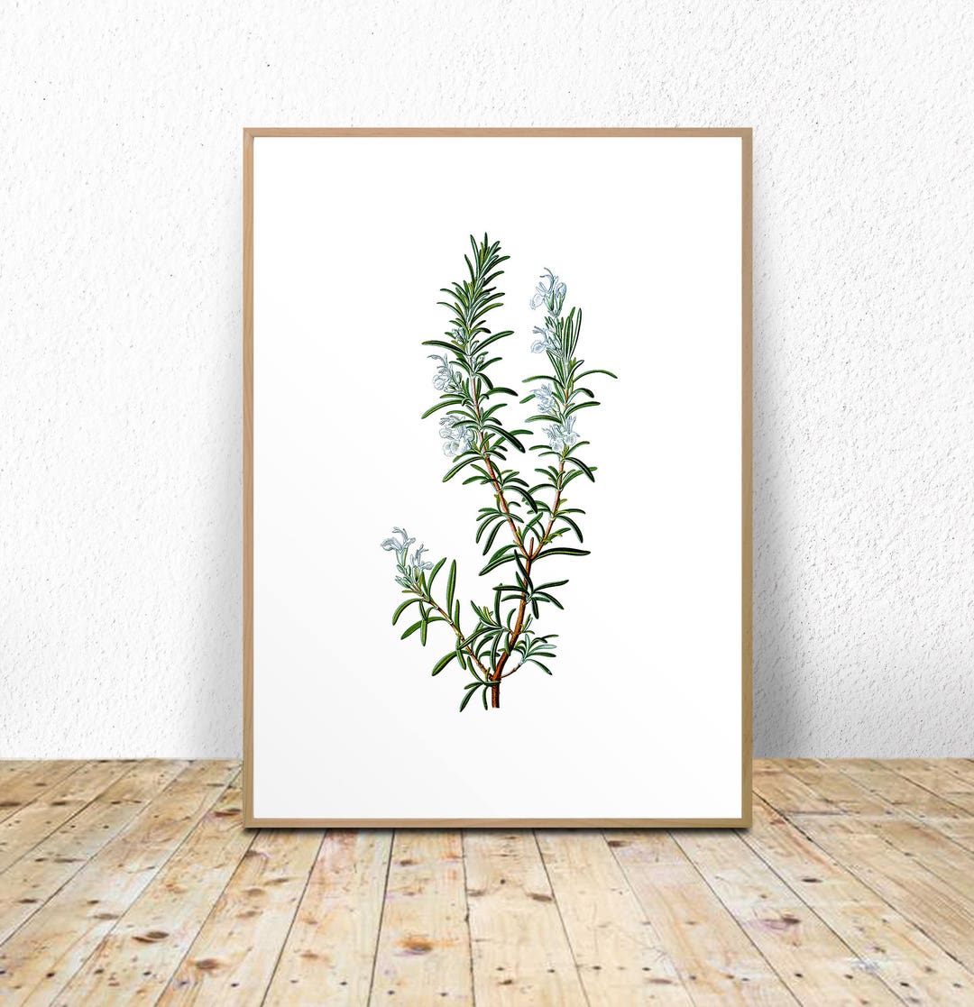 Printable Kitchen Art Rosemary Art Print Rosemary Printable - Etsy