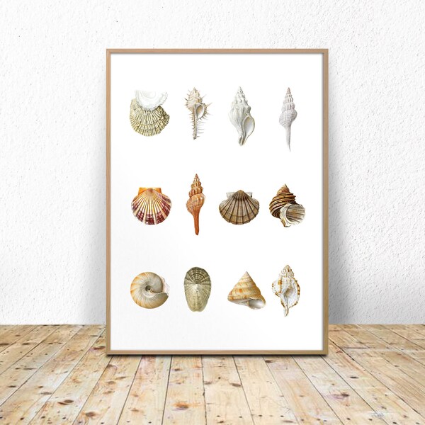 Seashell Poster - Etsy