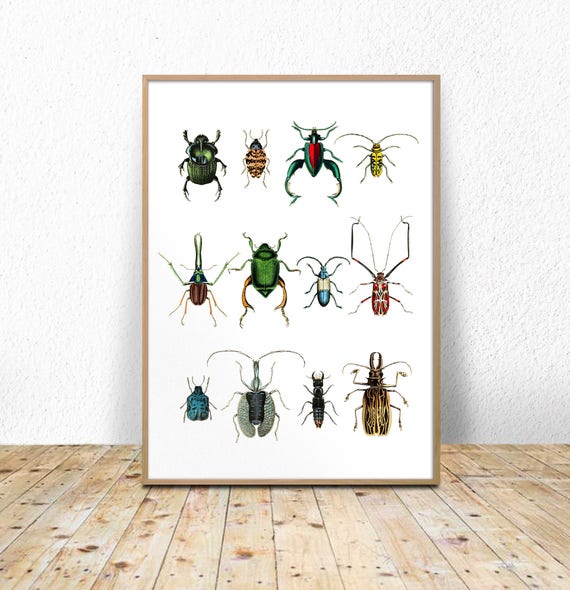 Home Décor Set of 4 beetles print Beetle wall art Insect photography ...