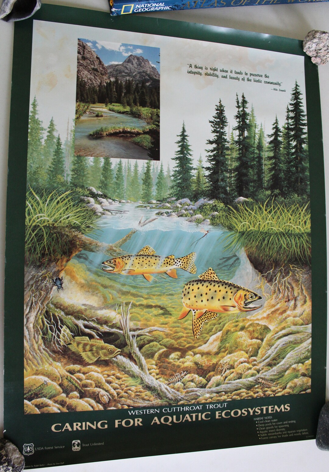 Western Cutthroat Trout Poster 1998 - Illustration by Ralph Butler ...