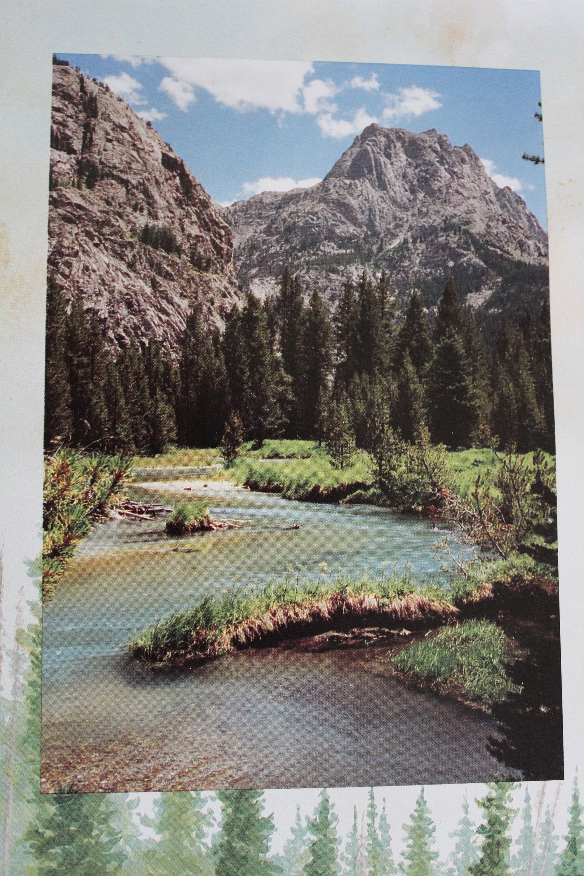Western Cutthroat Trout Poster 1998 - Illustration by Ralph Butler ...