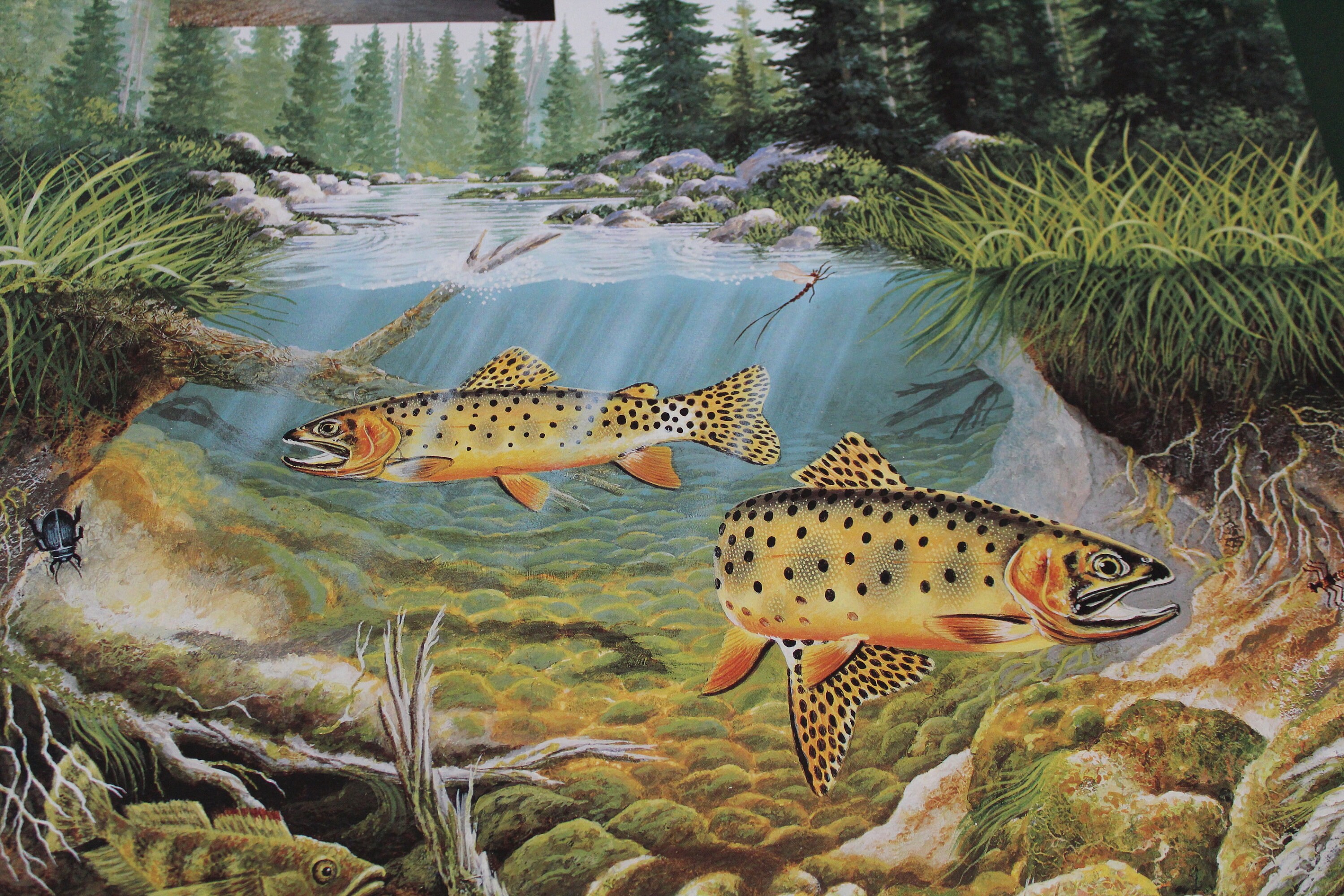 Western Cutthroat Trout Poster 1998 - Illustration by Ralph Butler ...