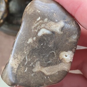 OHIO CHERT Devonian Period Polished Palm Fossils - Etsy