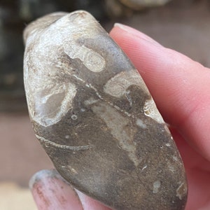 OHIO CHERT Devonian Period Polished Palm Fossils - Etsy