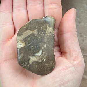 OHIO CHERT Devonian Period Polished Palm Fossils - Etsy