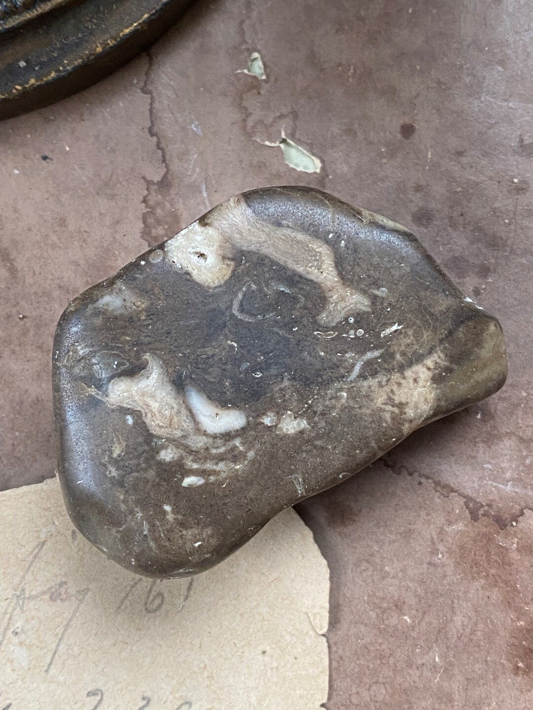 OHIO CHERT Devonian Period Polished Palm Fossils - Etsy