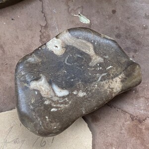 OHIO CHERT Devonian Period Polished Palm Fossils - Etsy