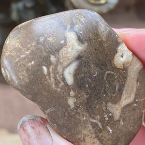 OHIO CHERT Devonian Period Polished Palm Fossils - Etsy