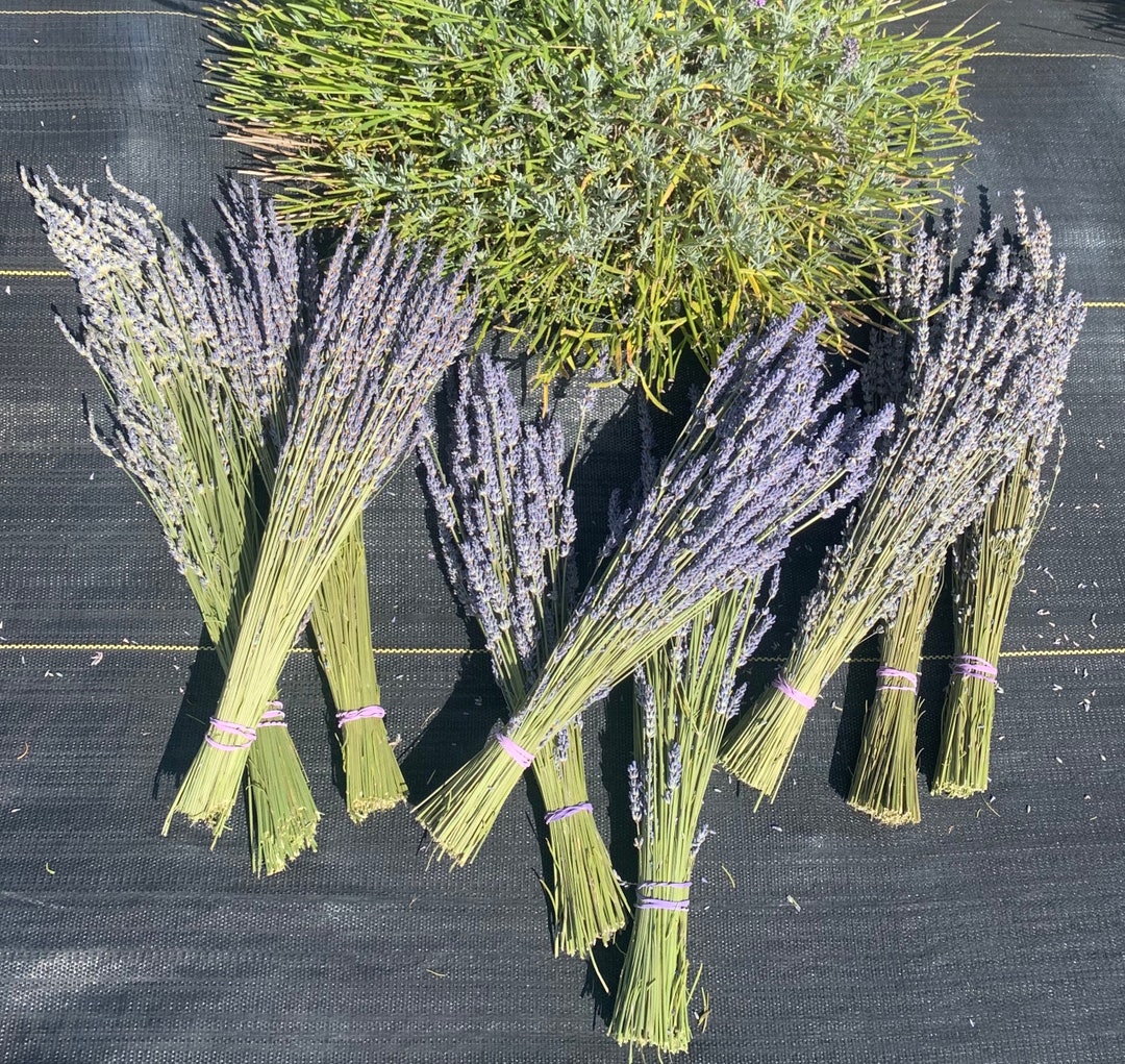 Dried Lavender Field Bundle- (14-18”) 100-130 Stems, Grosso, Dutch Mill ...