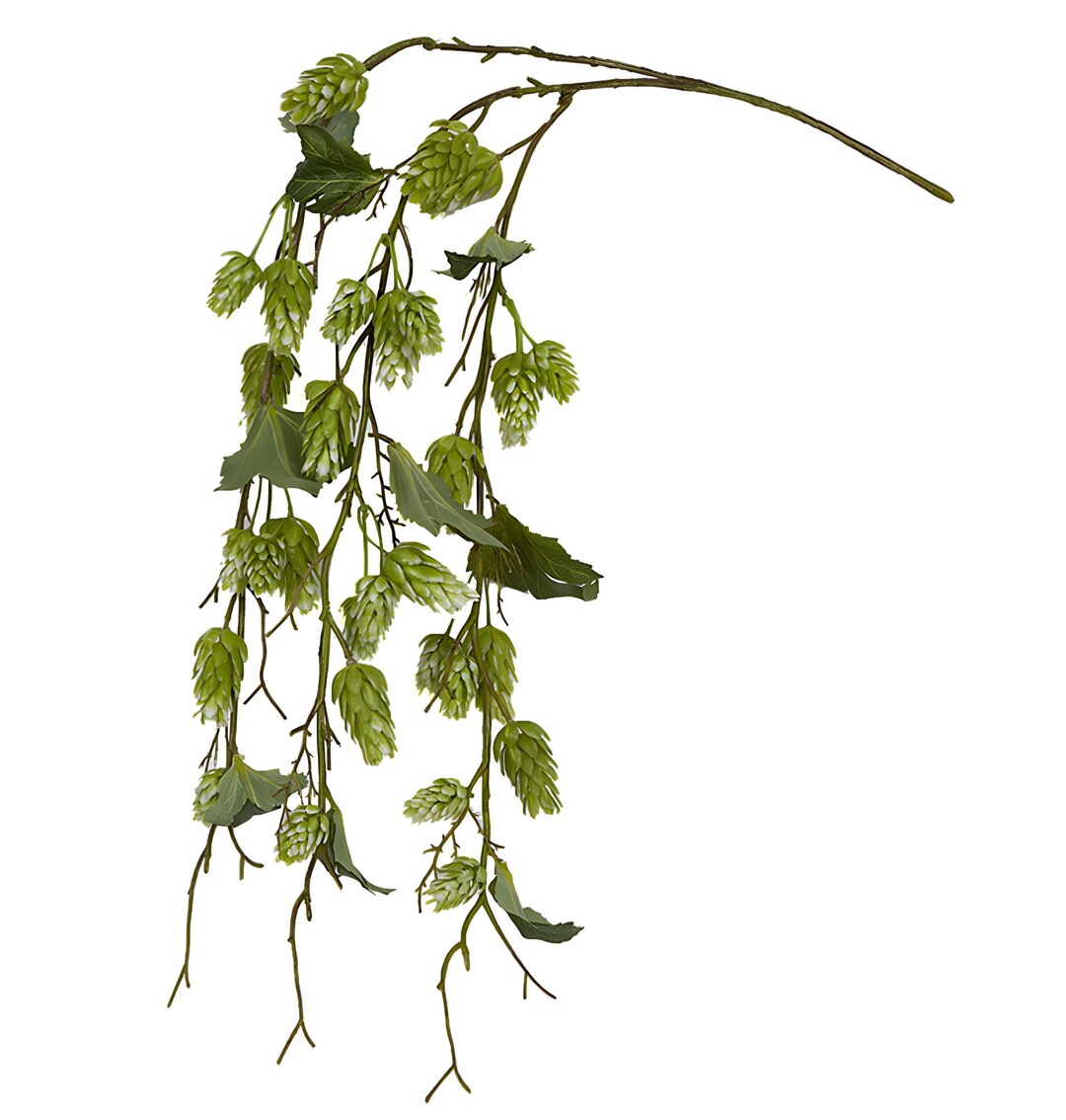 29" Hanging Hops Vine, Faux Hops Stem, Green Hops, Kitchen Herbs ...