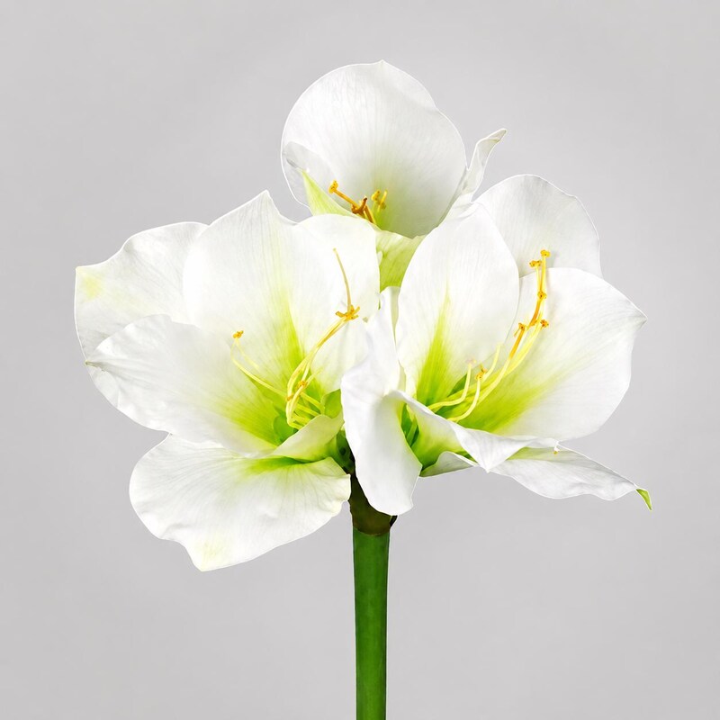 Amaryllis Faux - Etsy