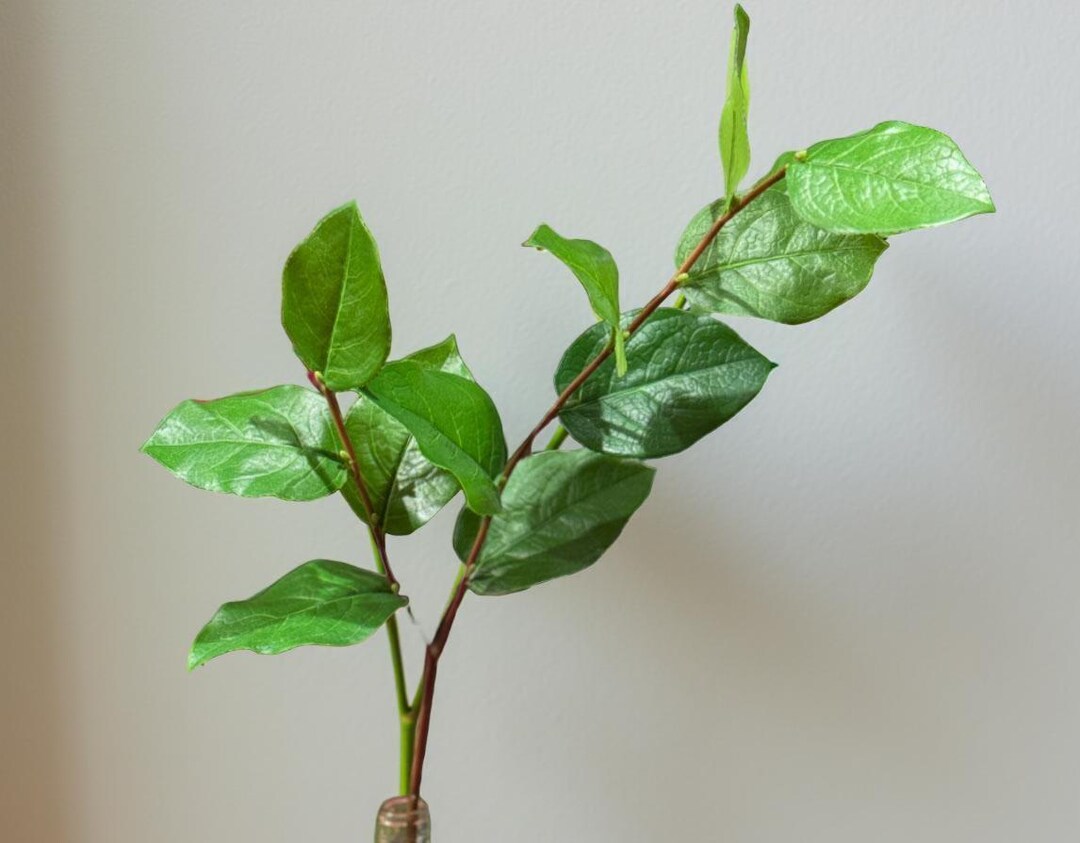30" Lemon Leaf Branch Stem, Salal Leaf Spray, Faux Greenery Stems, Vase ...