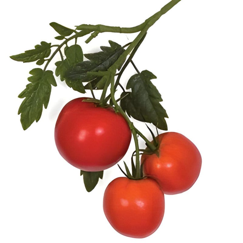 Fake Tomatoes Realistic - Etsy