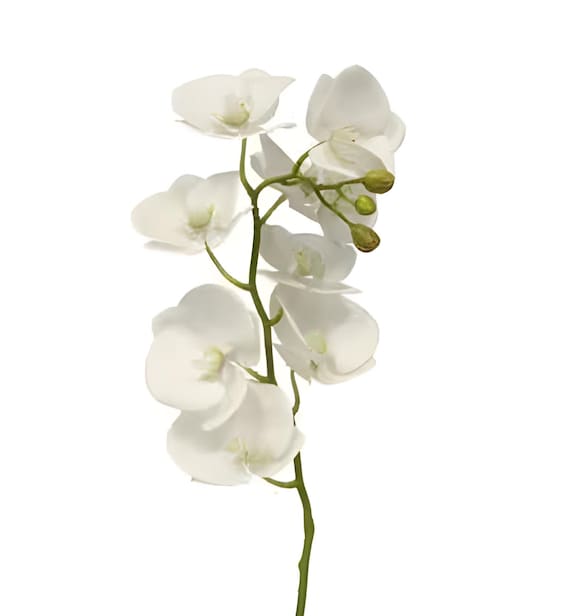 Orchid stem store