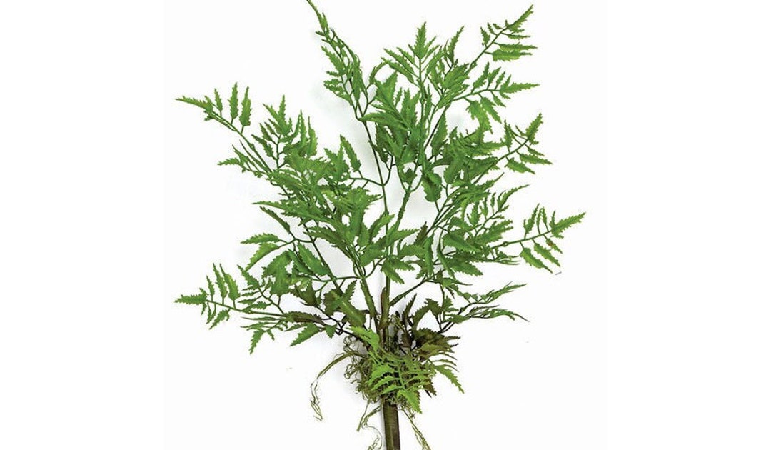 20" Natural Touch Fern Leaf Aralia Spray With Roots - Etsy