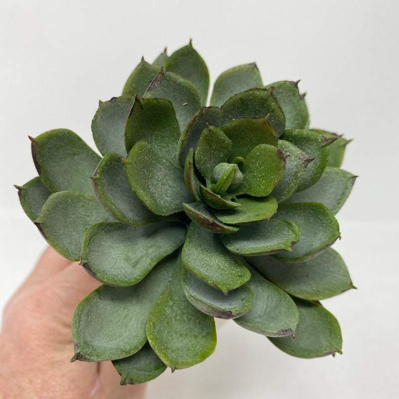 Sedum Pick Faux - Etsy